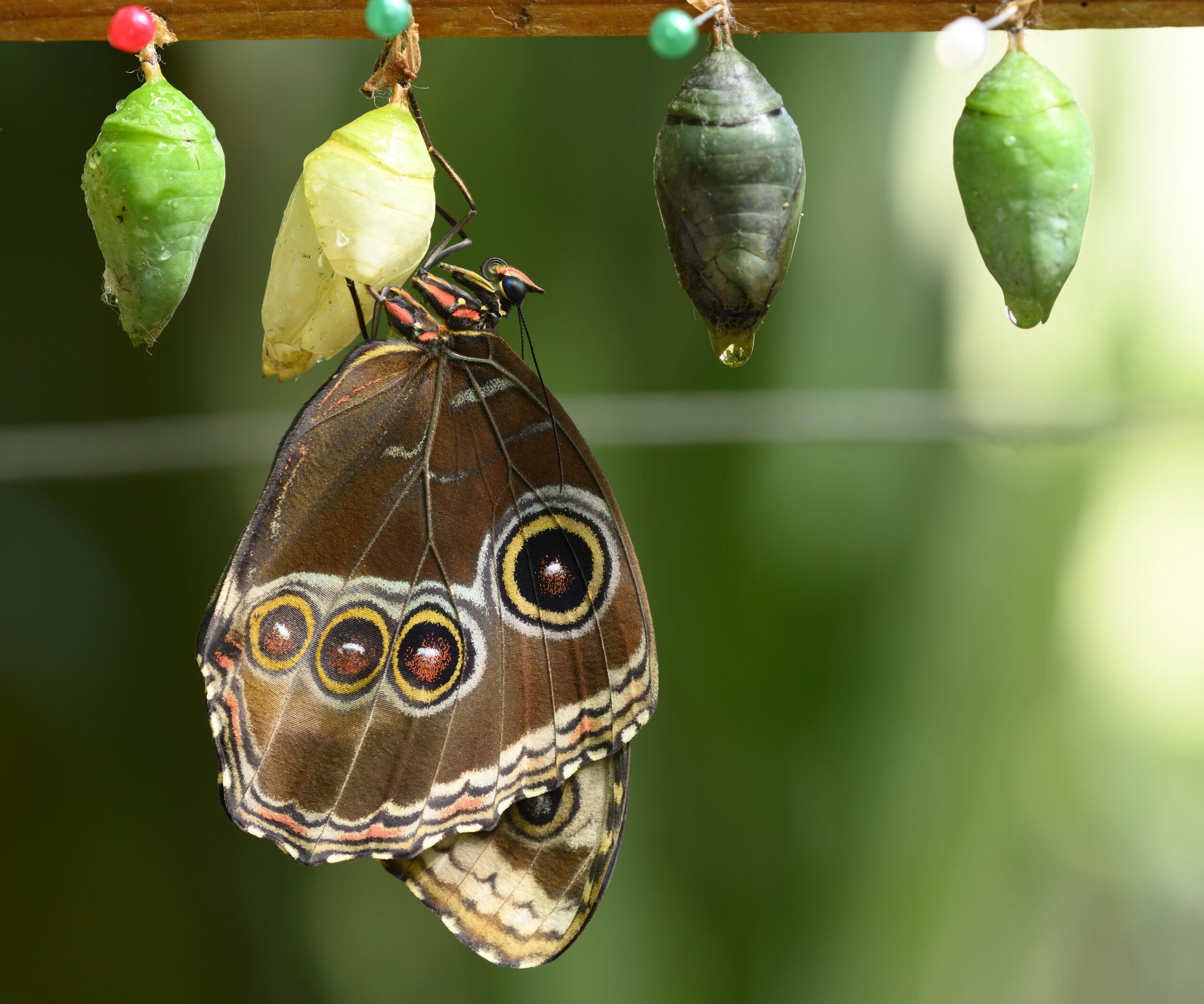 Ulrike Mönkemöller: Metamorphose-Coaching - Transformation mit der Inka-Tradition - Businesstalk ...